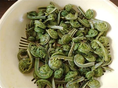 コゴミ？ コゴメ？ じゃすみんの、のんびり膠原病日記