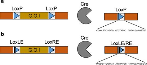 Modified Version Of Fig 1 From Carter And Delneri [17] Showing The
