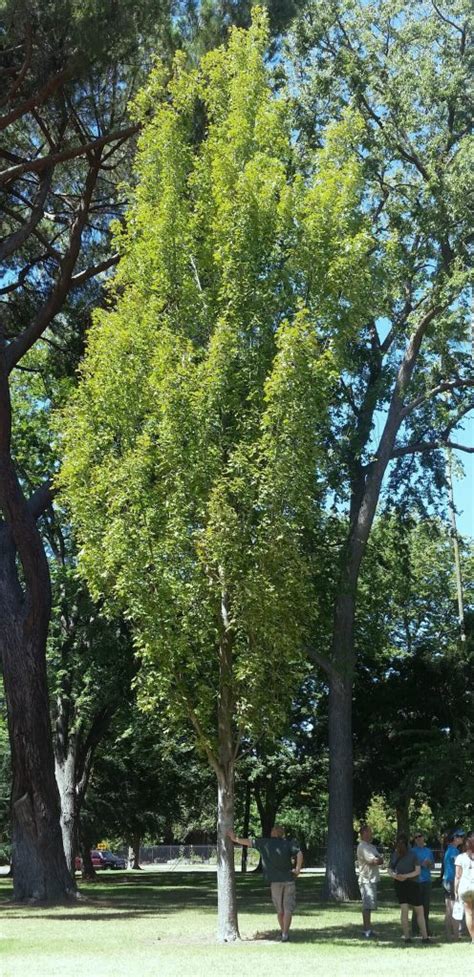 Columnar Red Maple Sacramento Tree Foundation