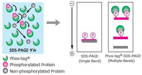 Superseptm Phos Tagtm 50μmoll 10 13 Well