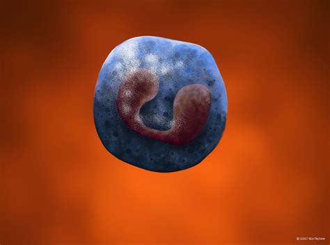 Basophil Cell Markers Randd Systems