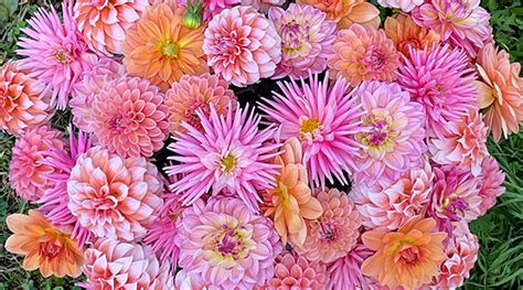 Love Dahlias Sa Dahlia Types And Classifications Made Easy