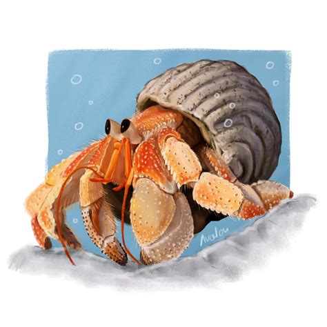 I Painted A Hermit Crab Rdrawing
