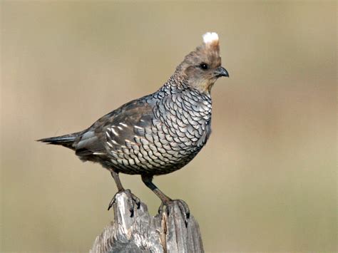 Scaled Quail Ebird