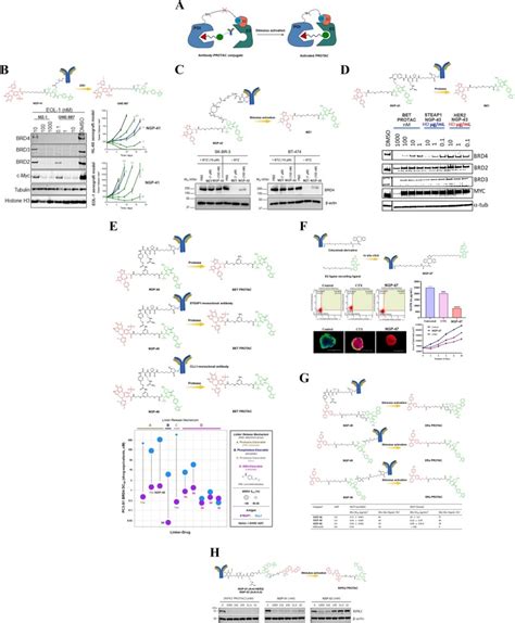 Week 2 January 2025 Antibodies X Protacs