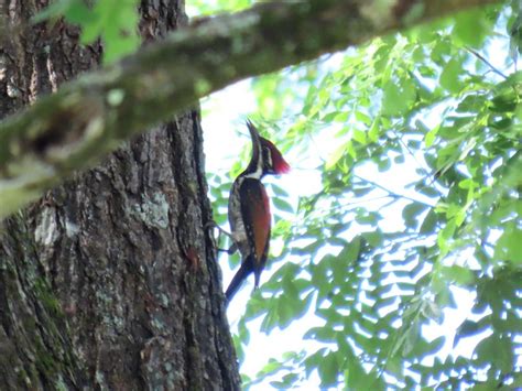 Žutoleđi Indijski Detlić X Crvenoleđi Indijski Detlić Hibrid Ebird