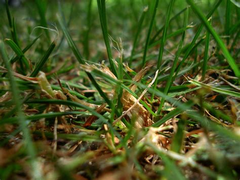 Omgrass By Dartneis Is Back On Deviantart