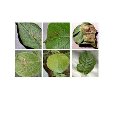 Potato Leaf Disease Dataset Kaggle