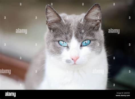 Beautiful Silver Cats With Blue Eyes