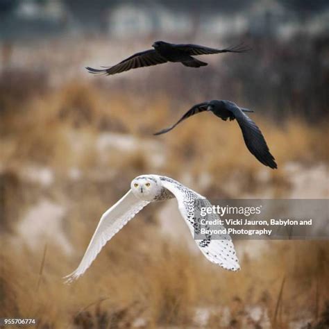 Snowy Owl New York Photos And Premium High Res Pictures Getty Images