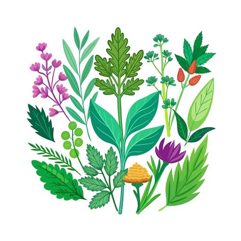 Ilustración Vectorial Realista De Herbas Hermosas Vector Premium