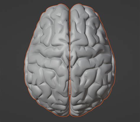 🧠 3d Model Of Human Brain V3・ Stl File For 3d Printing・cults