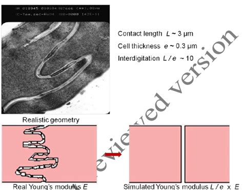 7 On Top Corneocytes Interdigitation As Seen In Sem Internal Data