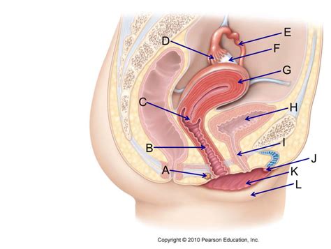 Female Reproductive System Diagram Quizlet