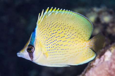 Speckled Butterflyfish