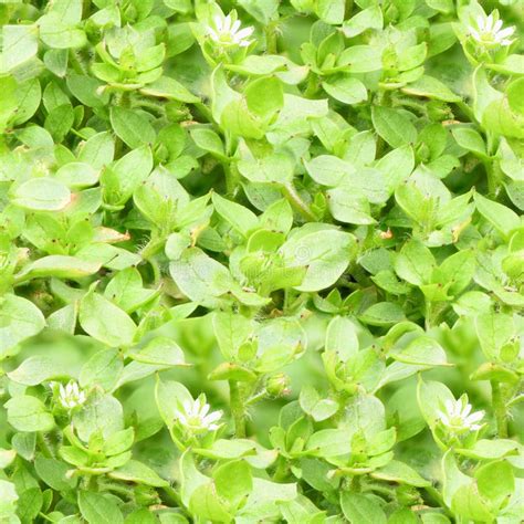 Seamless Texture Or Wallpaper Chickweed Stellaria Media In The Garden