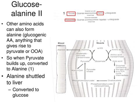 Ppt Amino Acid Metabolism Powerpoint Presentation Free Download Id