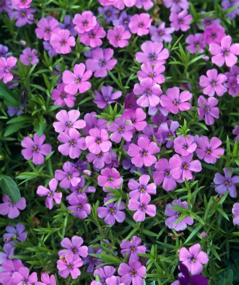 Kelseyi Lángvirág Phlox Kelseyi ‘rosette 10 20 Cm Czimmer Garden
