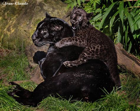 Black Panther Mother And Cubs