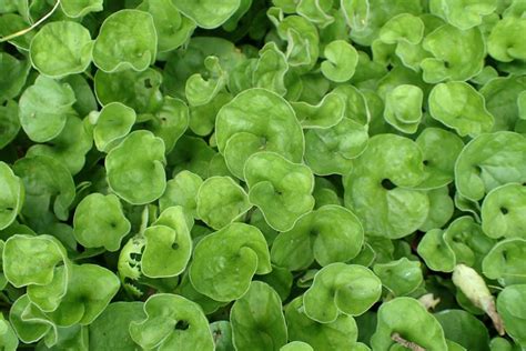 Cuidados Completos De La Dichondra Repens Guía Definitiva Para