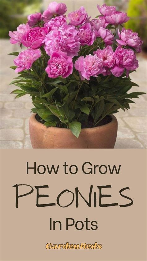How To Grow Peonies In Pots Container Gardening Guide Peony Flower