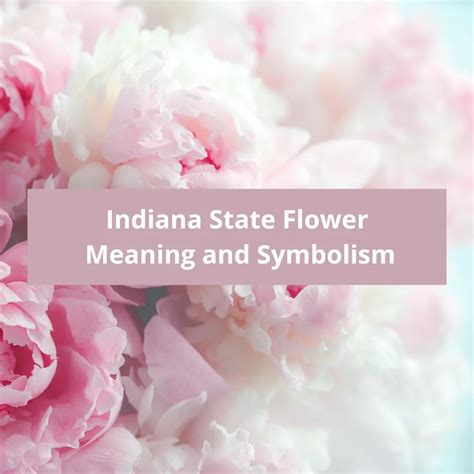 Indiana State Flower Peony Meaning And Symbolism
