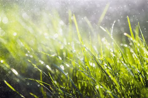 Reasons Why Mowing Wet Grass Is A Bad Idea