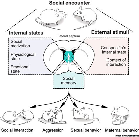 Neurobiology Of The Lateral Septum Regulation Of Social Behavior