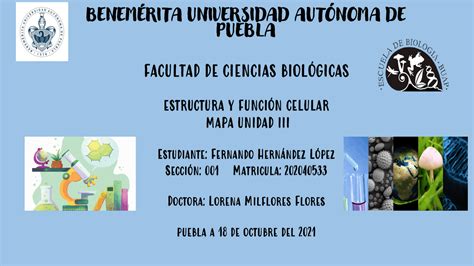 Mapa De Bioenergética Docsity