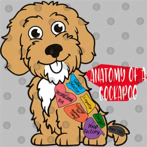 Anatomy Of A Cockapoo Loyalty Sadness Detector Dog Owner Coasters Sold
