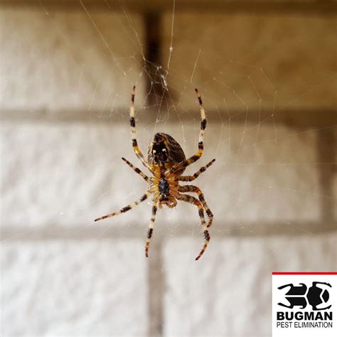 Bugman Pest Elimination On Linkedin Bugman Exterminator Pestcontrol