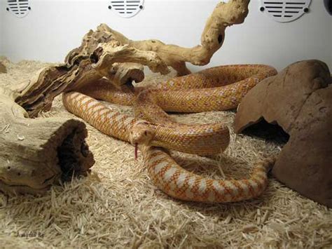 Pet Gopher Snake What You Need To Know Before Getting One Vital Frog