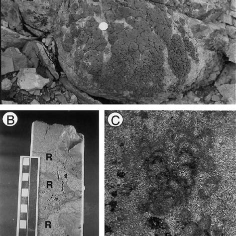 Microbial Carbonates Within A Facies Model Framework A Aggrading And