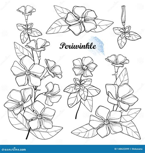 Vector Set With Outline Periwinkle Or Vinca Flower Bunch And Ornate