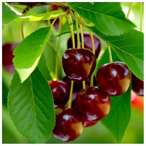 Early Rivers Cherry Tree 4 5ft Ready To Fruitlarge Dark Juicy