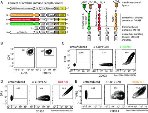 The Concept Of Artificial Immune Receptor Air And Their Expression In