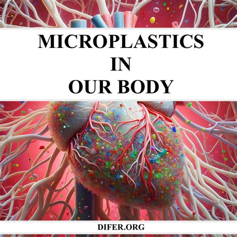 Microplastic In Our Body Diferorg