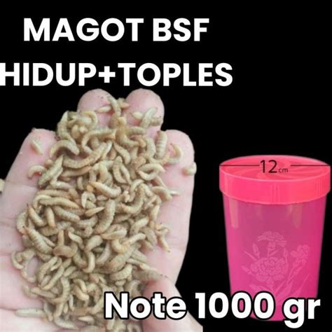 Jual Magot Hidup 1kg Pakan Burung Dan Umpan Ikan Predatortoples Di