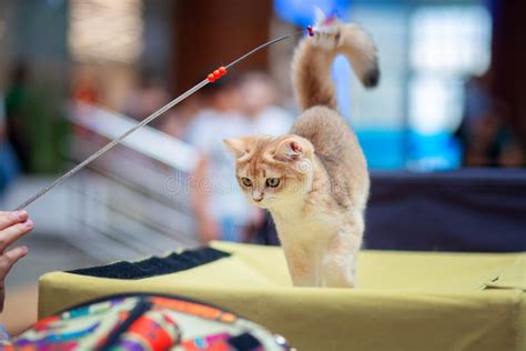 A Beautiful Kitten Of The British Breed Is Presented At The Cat Show