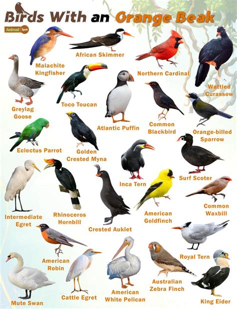 Birds By Color List Of Birds In Each Color