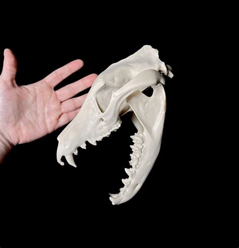 Life Size Thylacine Skull Replica Tasmanian Tiger 8k Resin