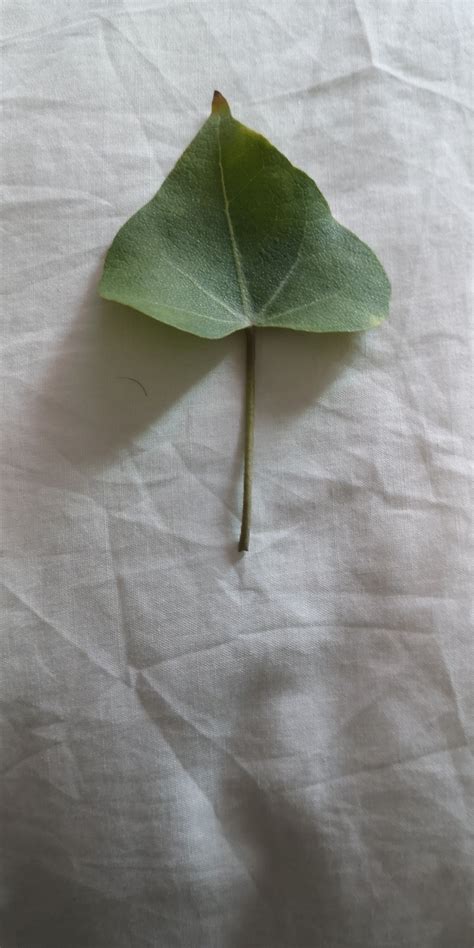 A Leafy Love Story… Savithas Blog