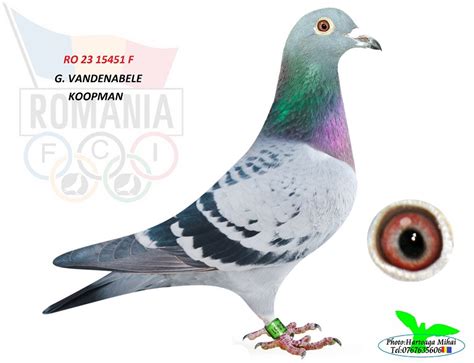 Auction Details Top Auction Vasile Muntean Sibiu