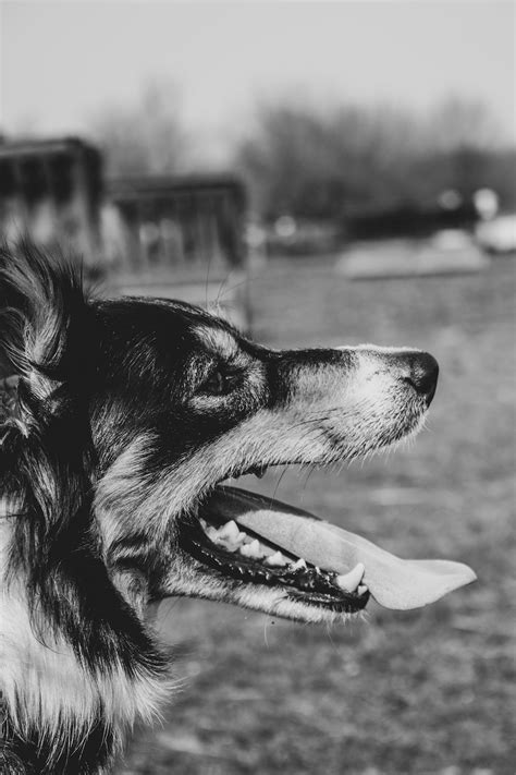 Dag Vs Python Whats The Difference This Vs That