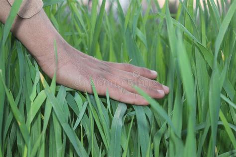 A Hand Hovers Over Tall Vibrant Green Grass Fingers Slightly Splayed And Aligned With The