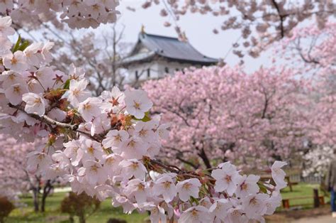Hokkaido Cherry Blossom Tour 202620272028 All Japan Tours