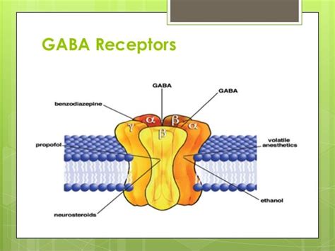 Gaba Receptors