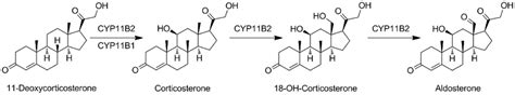 Biological Synthesis Of Aldosterone Catalyzed By Cyp11b2 Download
