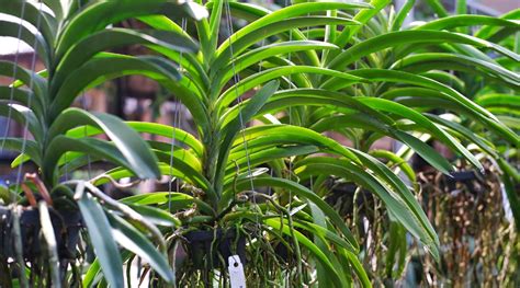 How To Plant Grow And Care For Vanda Orchids