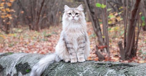 Siberian A Z Animals